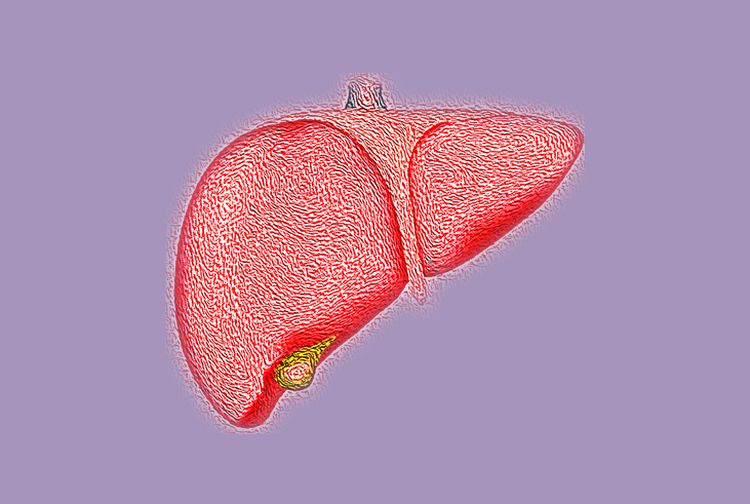 Bagian Hati dan Masing-Masing Fungsinya pada Tubuh Manusia, Apa Saja ...