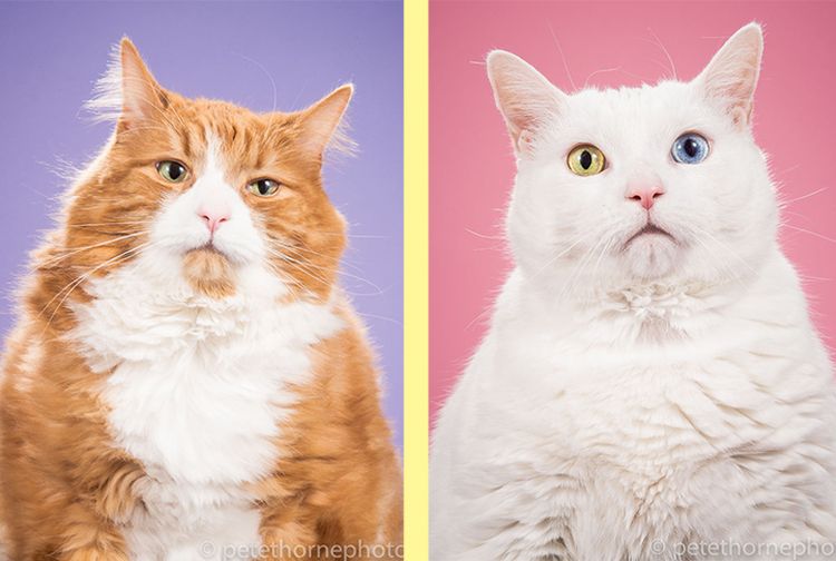 Pintar Berpose, Inilah 10 Potret Menggemaskan Kucing Gemuk yang ...