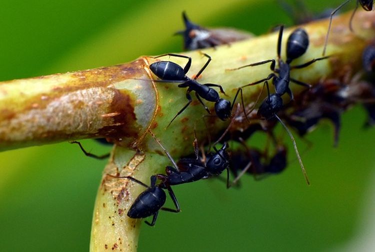 Fakta Semut yang Suka Datang Saat Ada Makanan yang Tumpah, Kenali ...