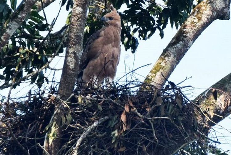 Mengenal Elang Jawa, Satwa Langka Eksotis Asli Indonesia yang ...