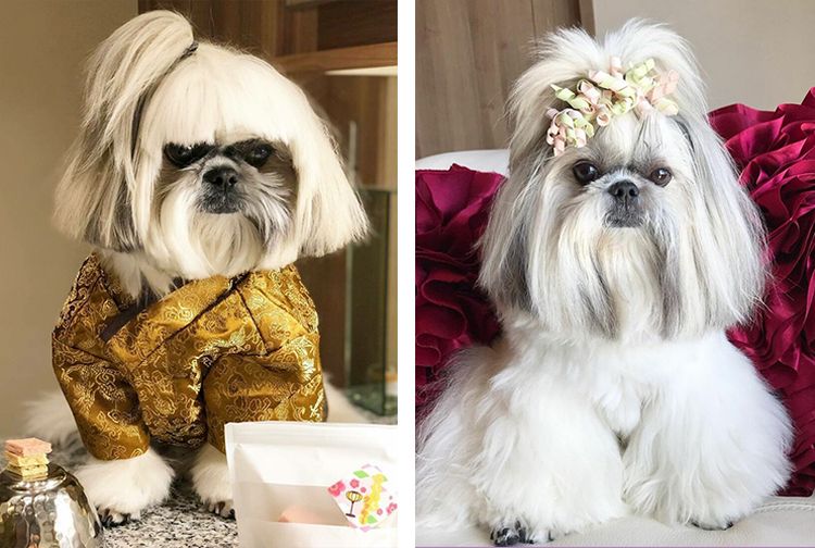 Punya Berbagai Gaya Rambut yang Unik dan Lucu, Anjing Menggemaskan Ini ...