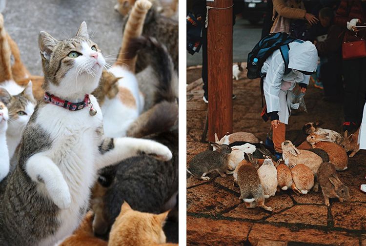 Dari Kucing Sampai Kuda Poni, Inilah Berbagai Pulau Unik di Seluruh ...