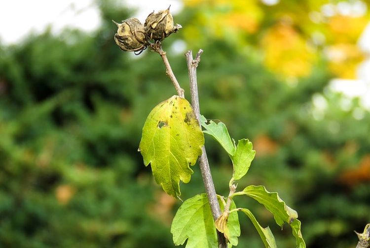 Jangan Panik Ketika Tanaman di Rumah Layu Secara Tiba-Tiba, Ini Cara ...