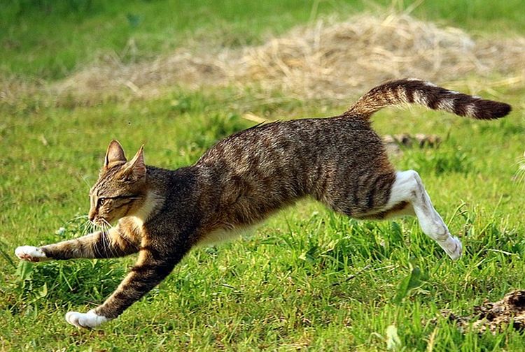 Jangan Panik Melihat Kucing Peliharaan Berlari Tanpa Arah, Ini ...