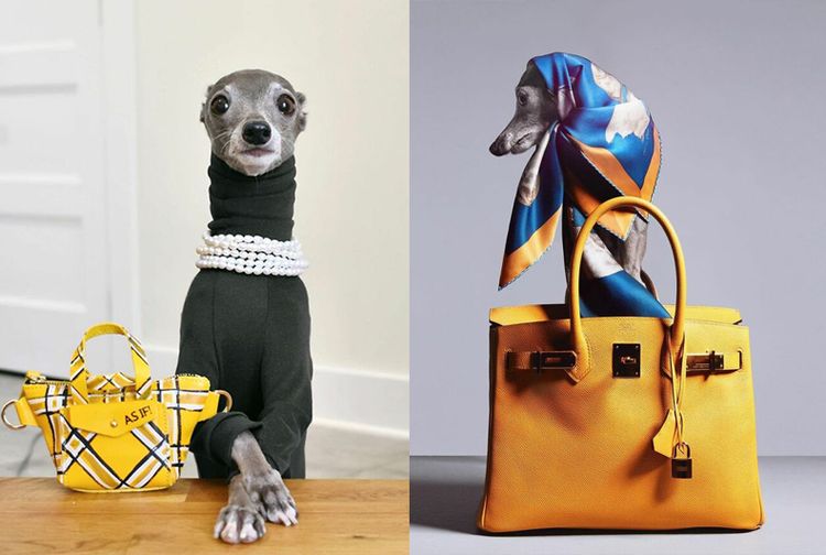 Selalu Kenakan Pakaian Modis Bak Model Ternama, Anjing Ini Jadi Fashion ...