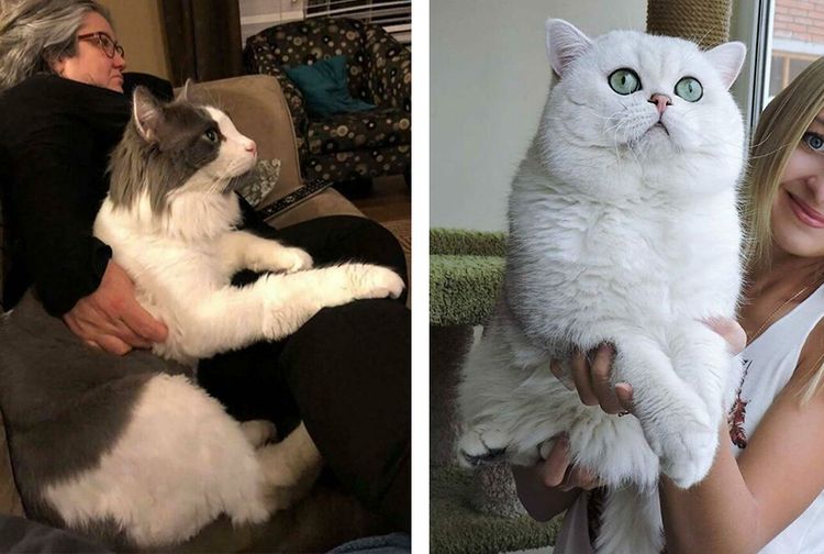 Enggak Sadar dengan Ukuran Badannya, 10 Kucing yang Super Besar Ini ...