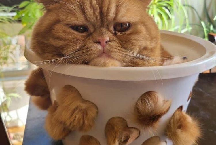 Suka Bersembunyi dan Berkeliaran di Tempat Random, Kucing-Kucing Ini ...