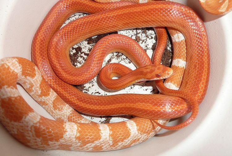 5 Jenis Spesies Ular Jinak yang Sering Dijadikan Hewan Peliharaan di ...