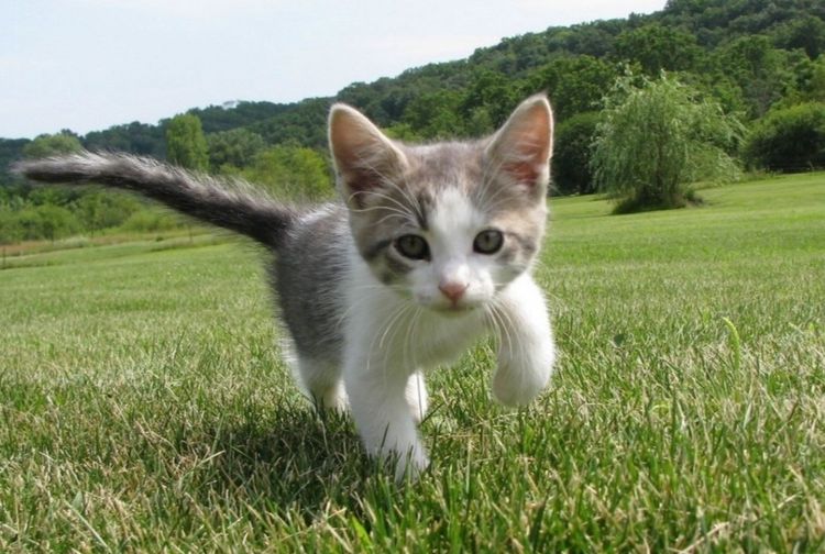 Cara Merawat Bayi Kucing yang Ditinggalkan Sang Induk agar Tetap Sehat ...