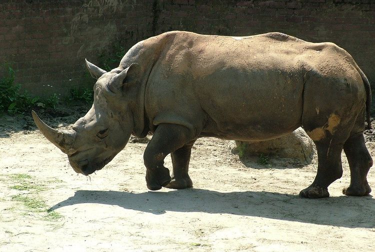 Spesies Badak Putih Utara di Ambang Kepunahan, Tersisa 2 Ekor dalam ...