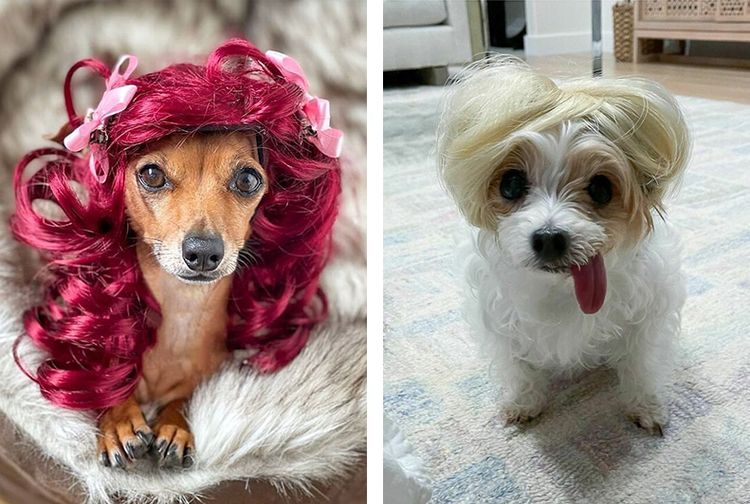 Dari Cantik sampai Menggemaskan, Begini 10 Potret Anjing yang Memakai ...