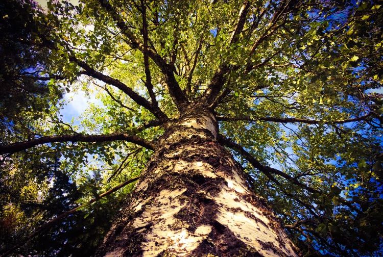 Mengenal Kambium: Pengertian, Fungsi, Beserta Jenis-Jenisnya - Kids