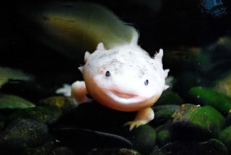 Kenalan dengan Axolotl, Salamander Air Murah Senyum yang Menggemaskan ...