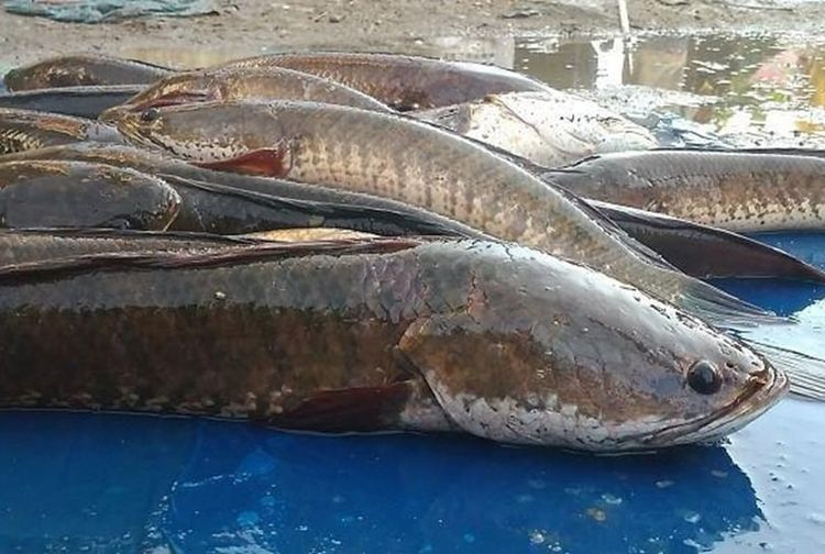 Dijual Mahal dan Jadi Buruan untuk di Ekspor Keluar Negeri, Ternyata ...