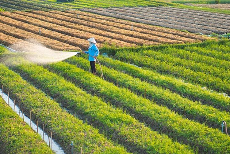 Isi Jawaban Kelas 5 Tema 2 Macam-Macam Usaha Peningkatan Hasil Agraris ...
