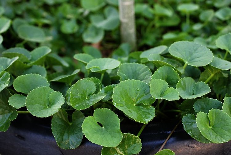 Digunakan Sejak Lama dalam Pengobatan Tradisional, Ini 5 Khasiat Daun ...