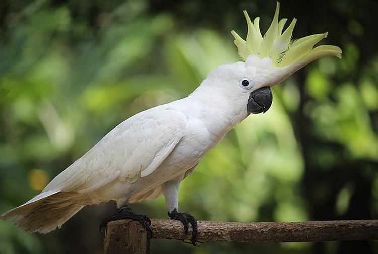 Contoh Fauna Indonesia Bagian Tengah dan Persebarannya, Apa Saja? - Kids