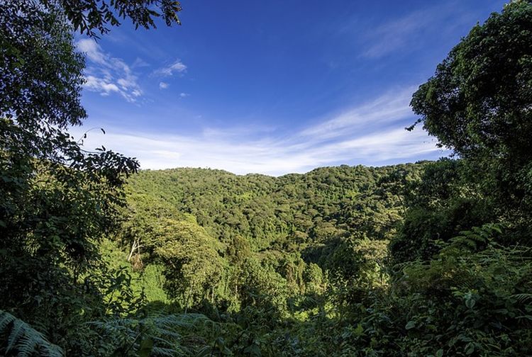Contoh-Contoh Flora Indonesia Bagian Timur, Beragam dan Unik - Semua ...