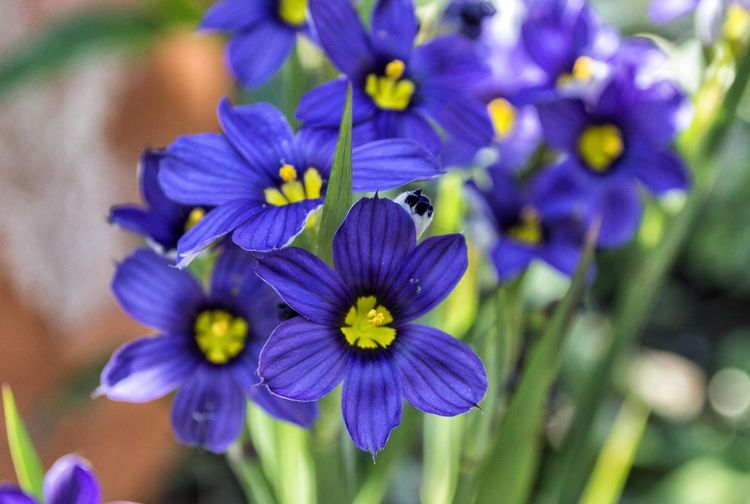 Penyebaran Biji Pada Tumbuhan: Jenis, Cara-Cara, dan Contohnya - Kids