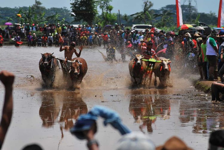 Karapan Sapi, Cerita Tentang Asal Mula Perubahan Tradisi Hingga Jadi ...