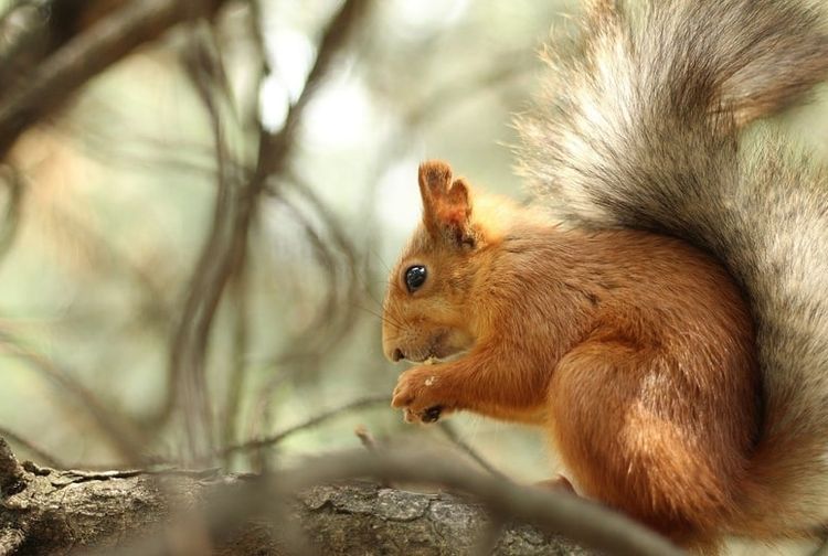 Berbeda dengan Bajing, Kenalan dengan Tupai yang Jago Lompat Jauh dan ...
