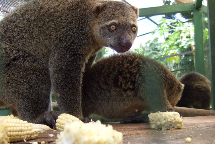 Hewan Endemik Sulawesi, Kuskus Beruang yang Tinggal Di Atas Pohon - Kids