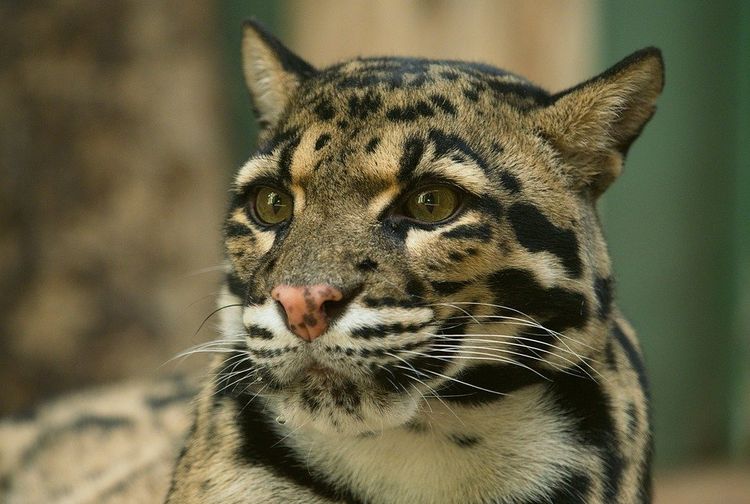 6 Fakta Menarik Macan Dahan Sunda, Kucing Besar Asli Indonesia yang ...