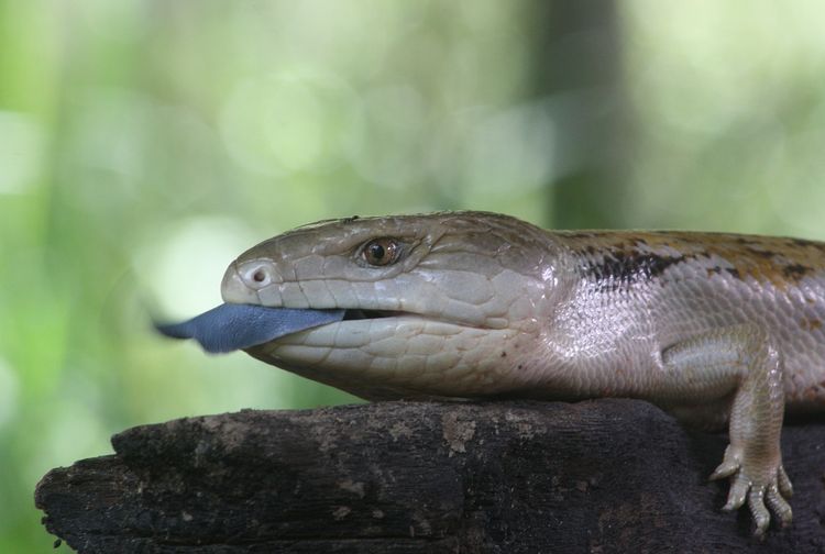 Mengenal Blue-Tongued Skink, Spesies Kadal yang Memiliki Lidah Biru - Kids