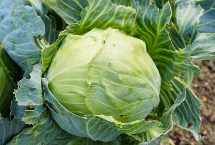 Jangan Buang Sisanya, Begini Tips Menyimpan Sayur Kol Agar Tetap Awet ...