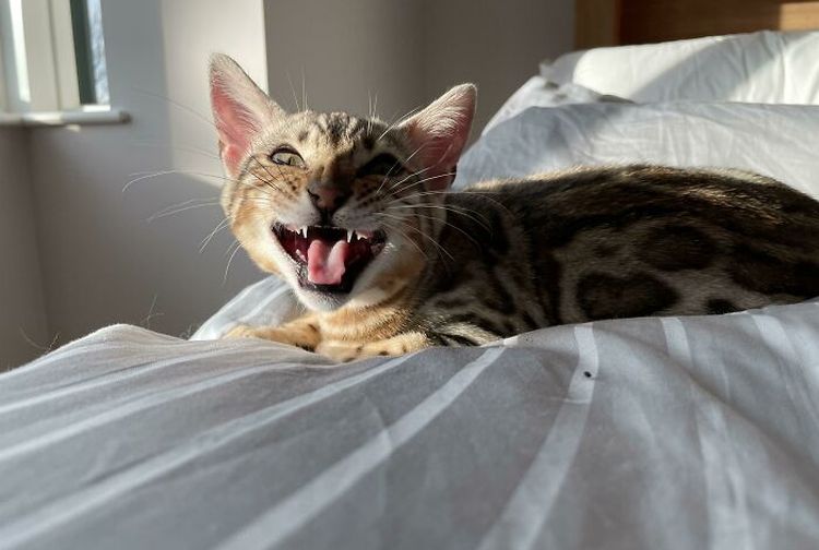 Bukannya Seram, 10 Kucing yang Memamerkan Taringnya Ini Justru Bikin ...