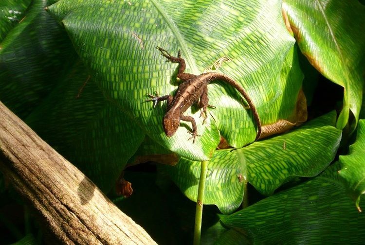 5 Jenis Tanaman Pengusir Cicak yang Dapat Disimpan di Dalam Ruangan - Kids