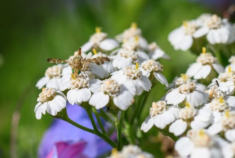 Tak Hanya Cantik, Bunga Yarrow Juga Punya Beragam Khasiat Kesehatan ...