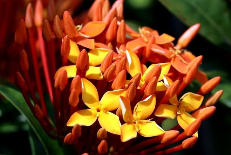 Lebih Dekat dengan Bunga Asoka, Bunga yang Dianggap Suci dan Bangkitkan ...