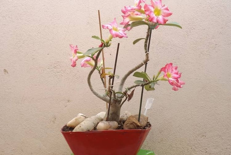 Mengenal Adenium, Salah Satu Tanaman Hias yang Populer Dibudidayakan ...