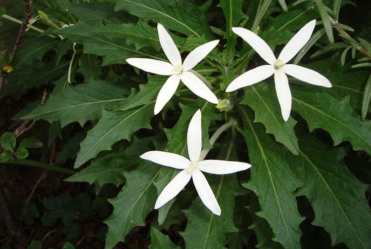 Dikenal Sebagai Tanaman Pengganggu, Ternyata Bunga Kitolod Bermanfaat ...