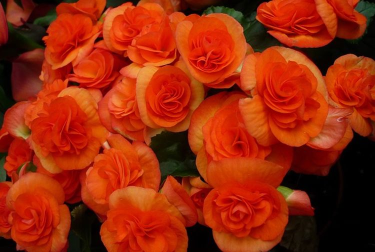 Termasuk Tanaman Hias, Kenali Pesona Bunga Begonia yang Disebut Kembang ...