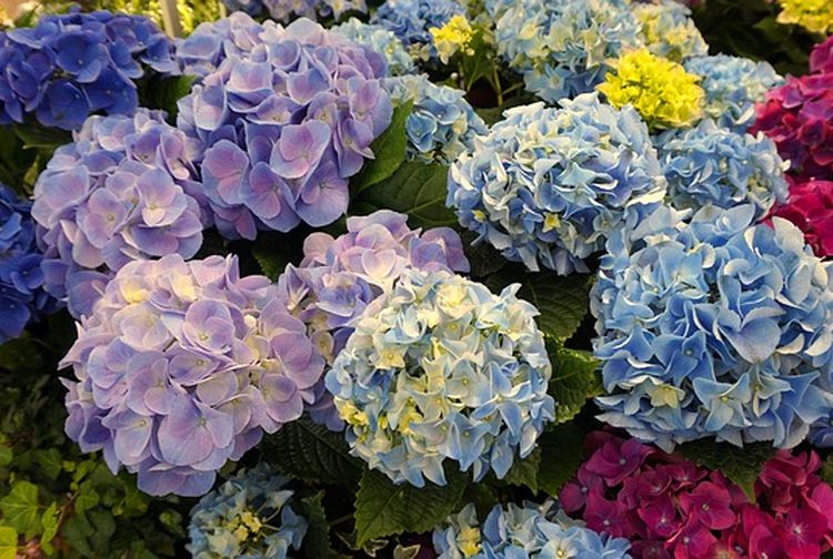 Tak Hanya Indah, Kenali Makna dan Arti Warna Bunga Hydrangea yang ...