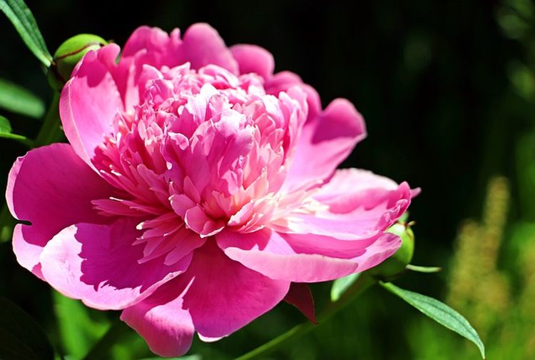 Mampu Bertahan Hingga 100 Tahun, Inilah Keistimewaan Bunga Peony yang ...