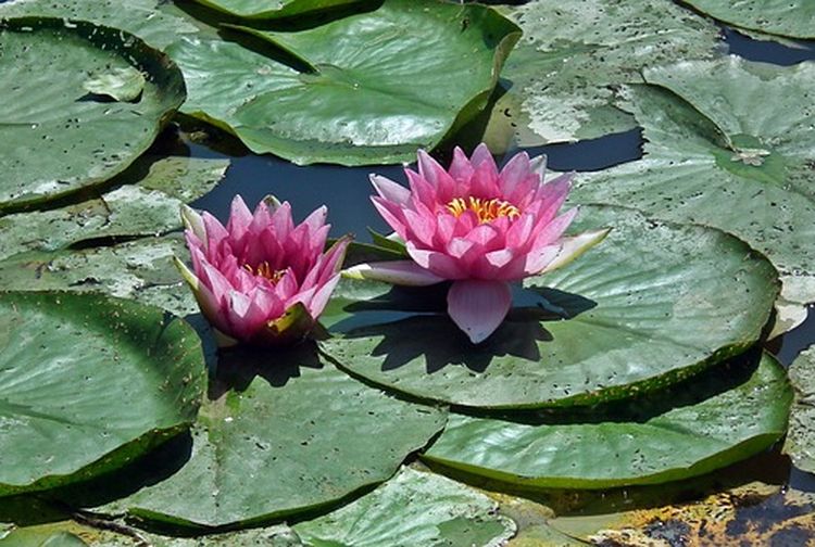 Memiliki Aroma yang Lebih Harum, Kenali Jenis-Jenis Bunga yang Hanya ...