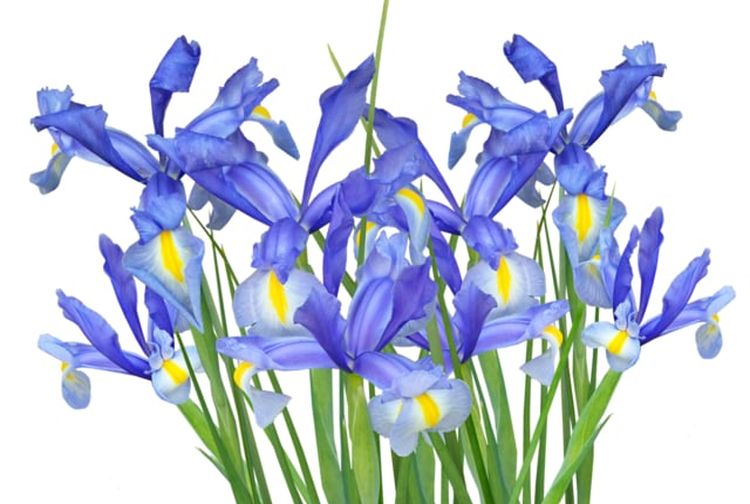 Mengenal Bunga Iris Biru, Bunga Nasional Prancis yang Bermakna Harapan ...