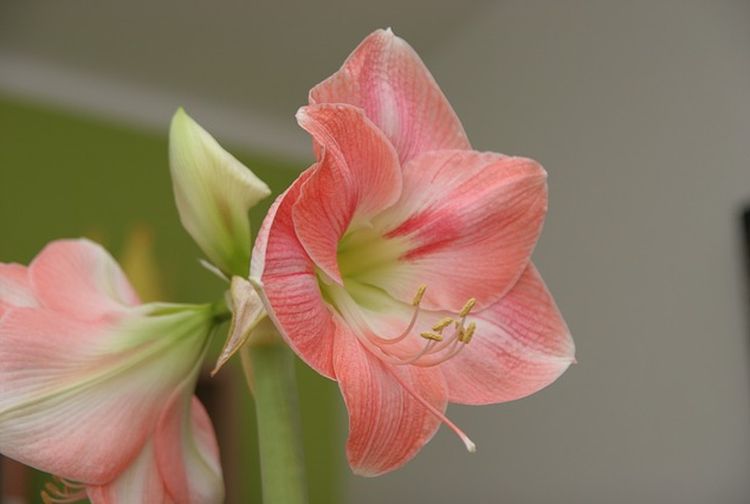 Mudah Ditanam, Inilah Bunga Amarilis yang Memiliki Arti dan Makna di ...