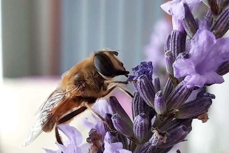 Mengenal 6 Jenis Simbiosis yang Terjadi dalam Kehidupan dan Contohnya ...