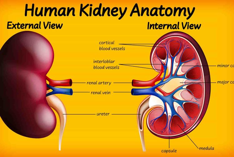 Punya Fungsi Penting untuk Tubuh, Kenali 6 Gejala Awal Penyakit Ginjal ...