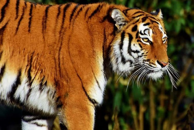 Mirip Sidik Jari Manusia, Inilah Fungsi dari Loreng pada Tubuh Harimau ...