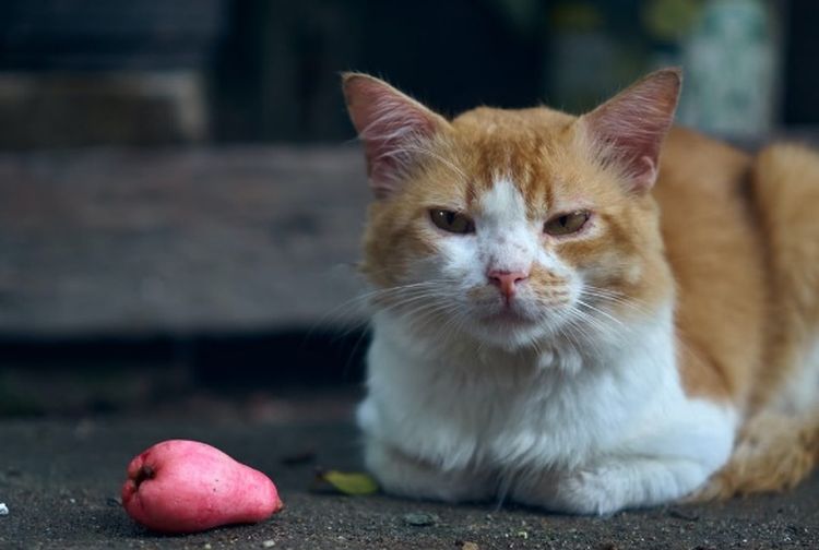 Pemilik Wajib Tahu, Ini Ciri-Ciri Kucing yang Sedang Kelaparan - Kids