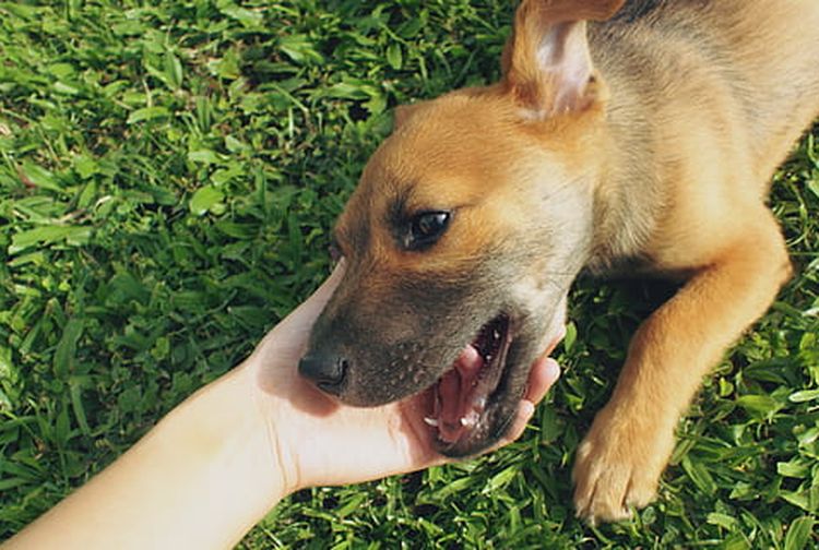 Cara Merawat Anjing agar Sehat dan Panjang Umur, Perhatikan Hal Ini - Kids