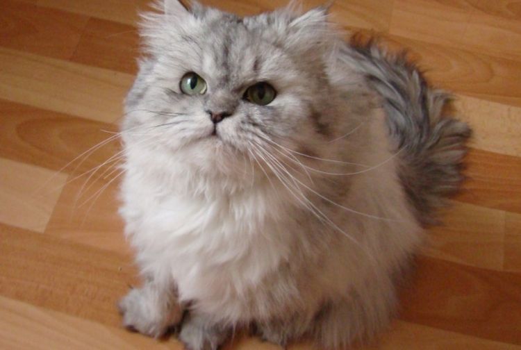 Jadi Incaran, Kenali Ciri-Ciri Kucing Persia Berdasarkan Jenisnya - Kids