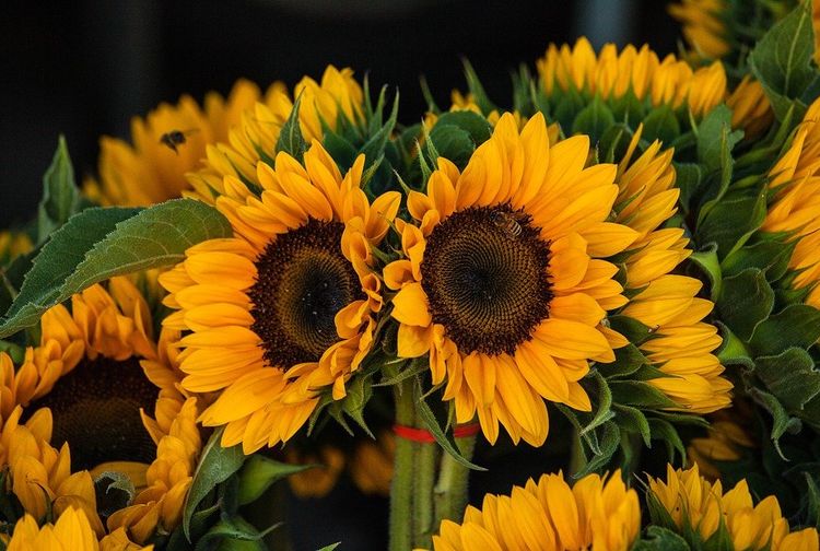 Bunga Matahari yang Dianggap Simbol Kebahagiaan #AkuBacaAkuTahu - Kids