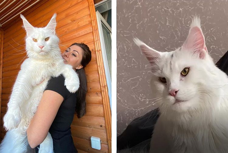 Kucing Maine Coon Ini Tumbuh Besar Meski Belum Genap 2 Tahun, Pemilik ...