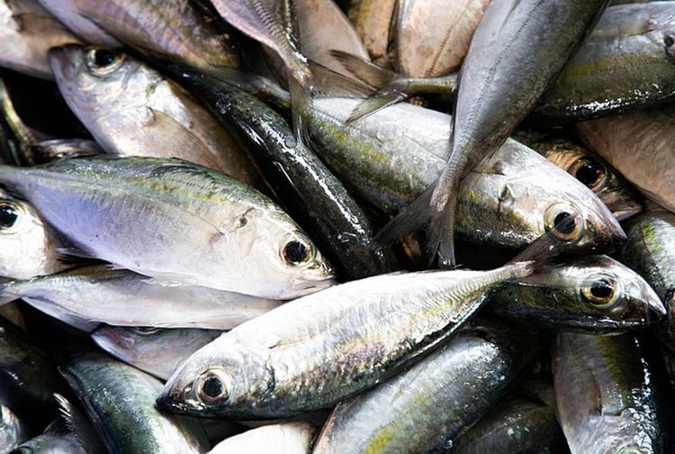 5 Ikan Rendah Lemak yang Aman Dikonsumsi dan untuk Perbaikan Gizi ...